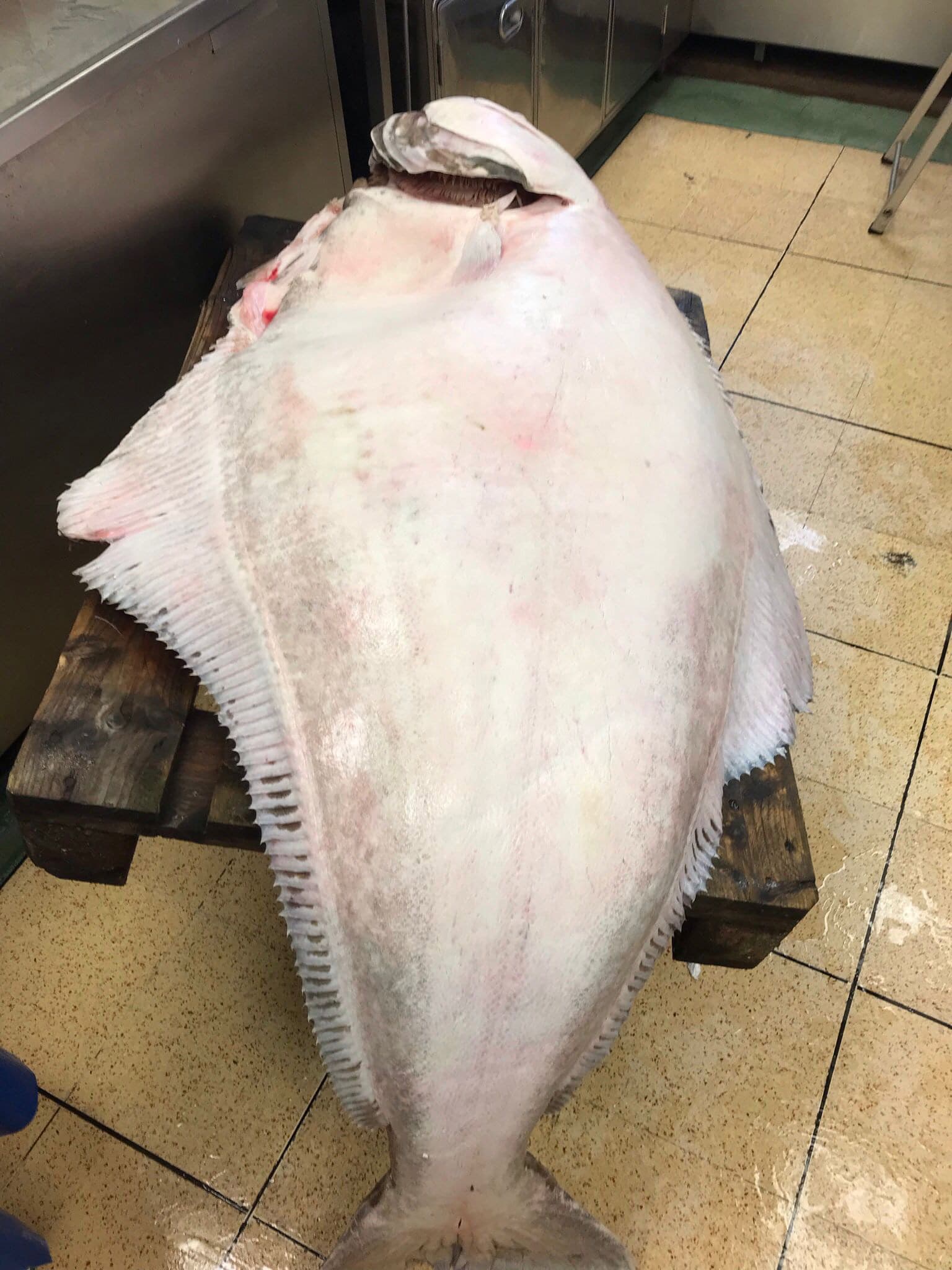130kg Wild Halibut Caught in scottish north atlantic – Armstrong's of ...