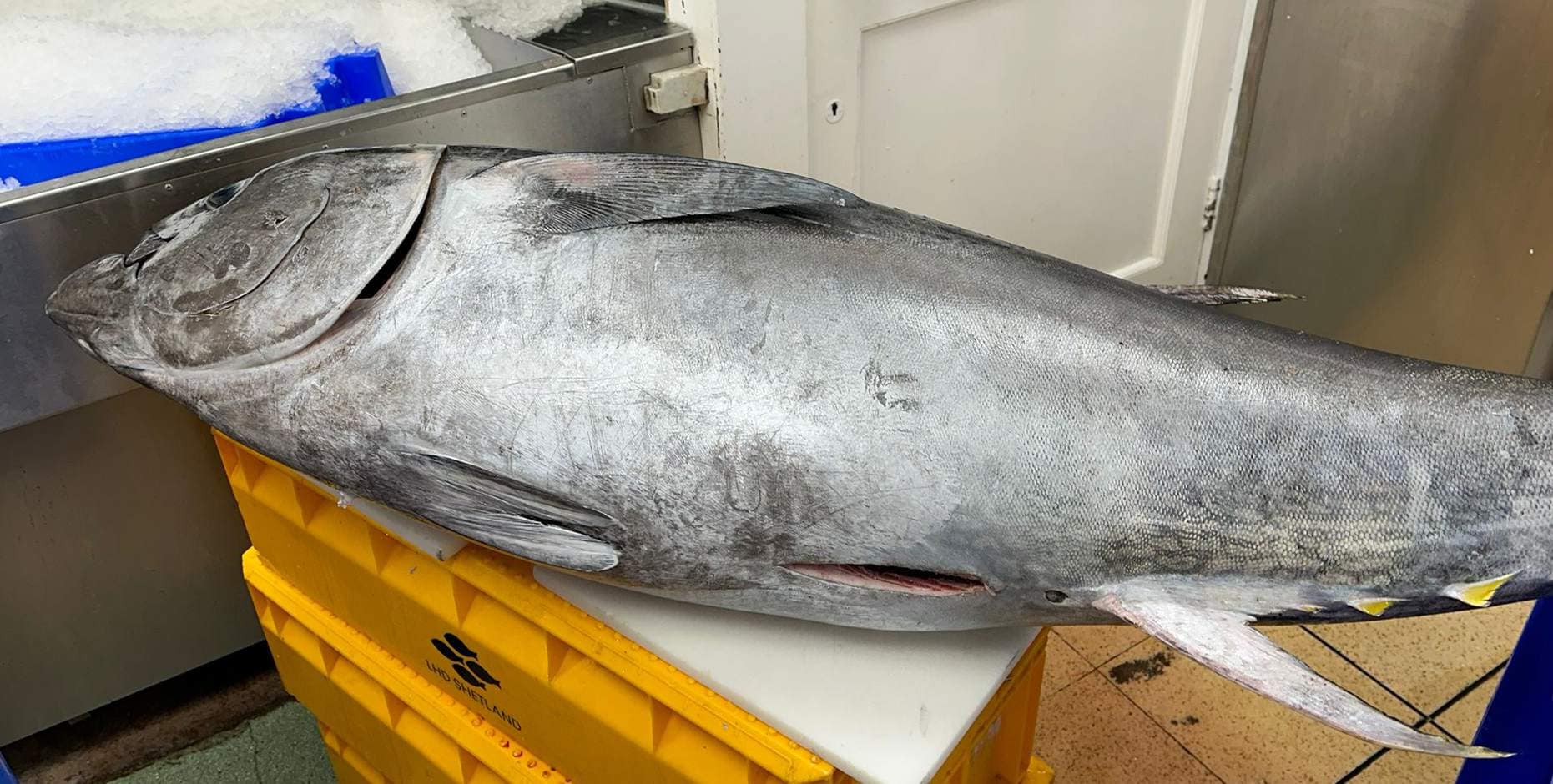 Troy The blue fin tuna landed – Armstrong's of Stockbridge